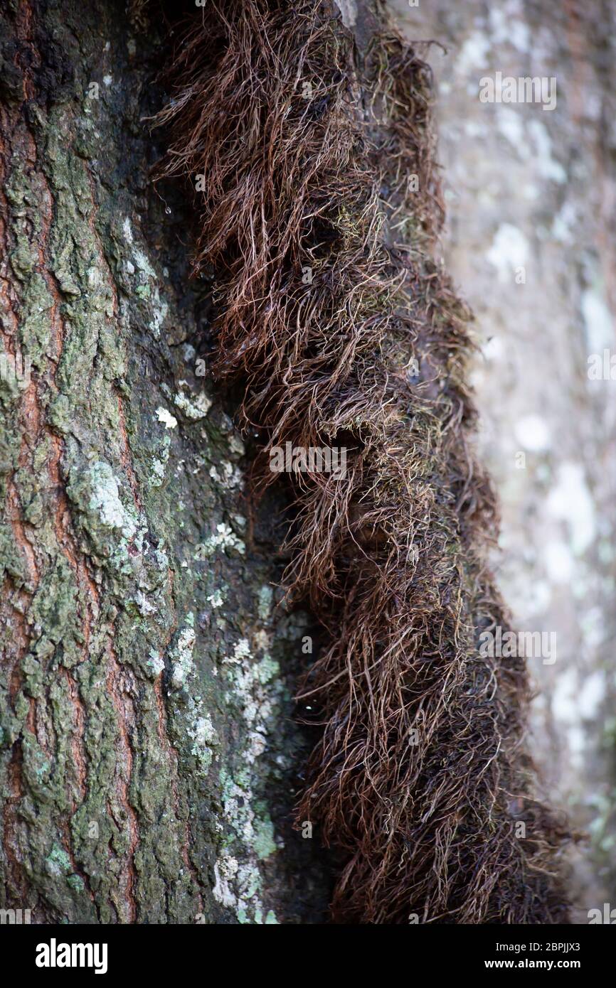 Close up of poison ivy growing up the trunk of a tree Stock Photo - Alamy