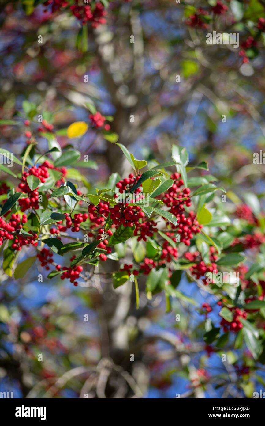 Small red berries growing on a bush in nature Stock Photo - Alamy
