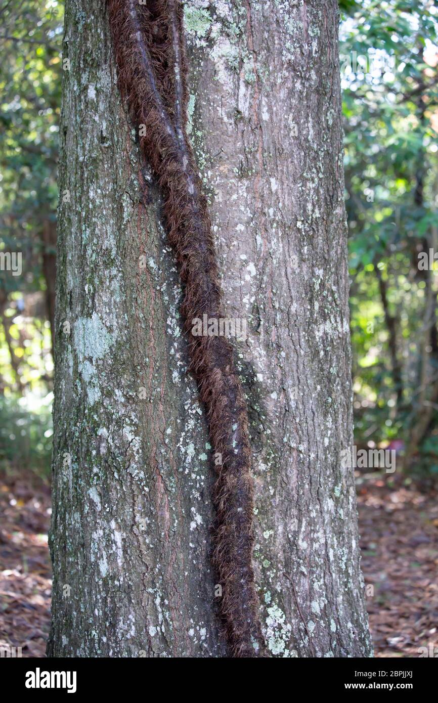 Close up of poison ivy growing up the trunk of a tree Stock Photo - Alamy