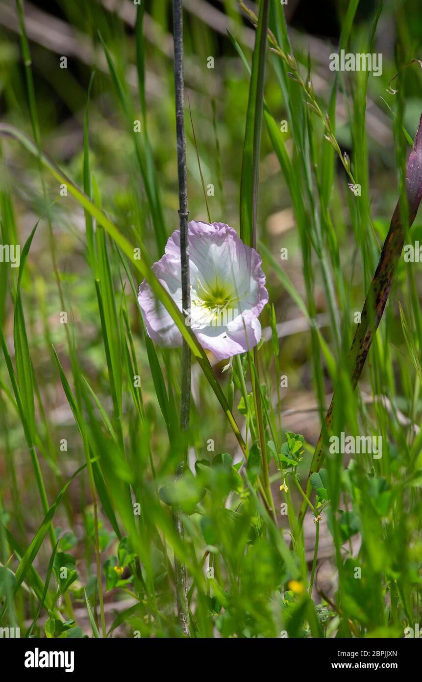Lush Green Primrose Leaves High Resolution Stock Photography and Images ...