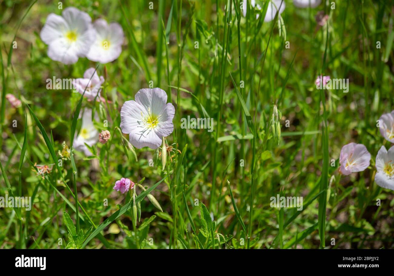 Lush green primrose leaves hi-res stock photography and images - Alamy
