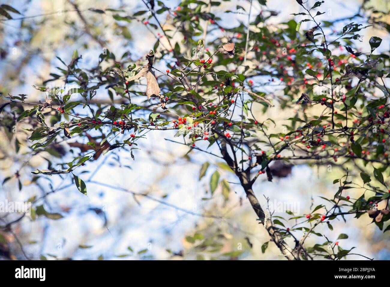 Small red berries growing on a bush in nature Stock Photo - Alamy