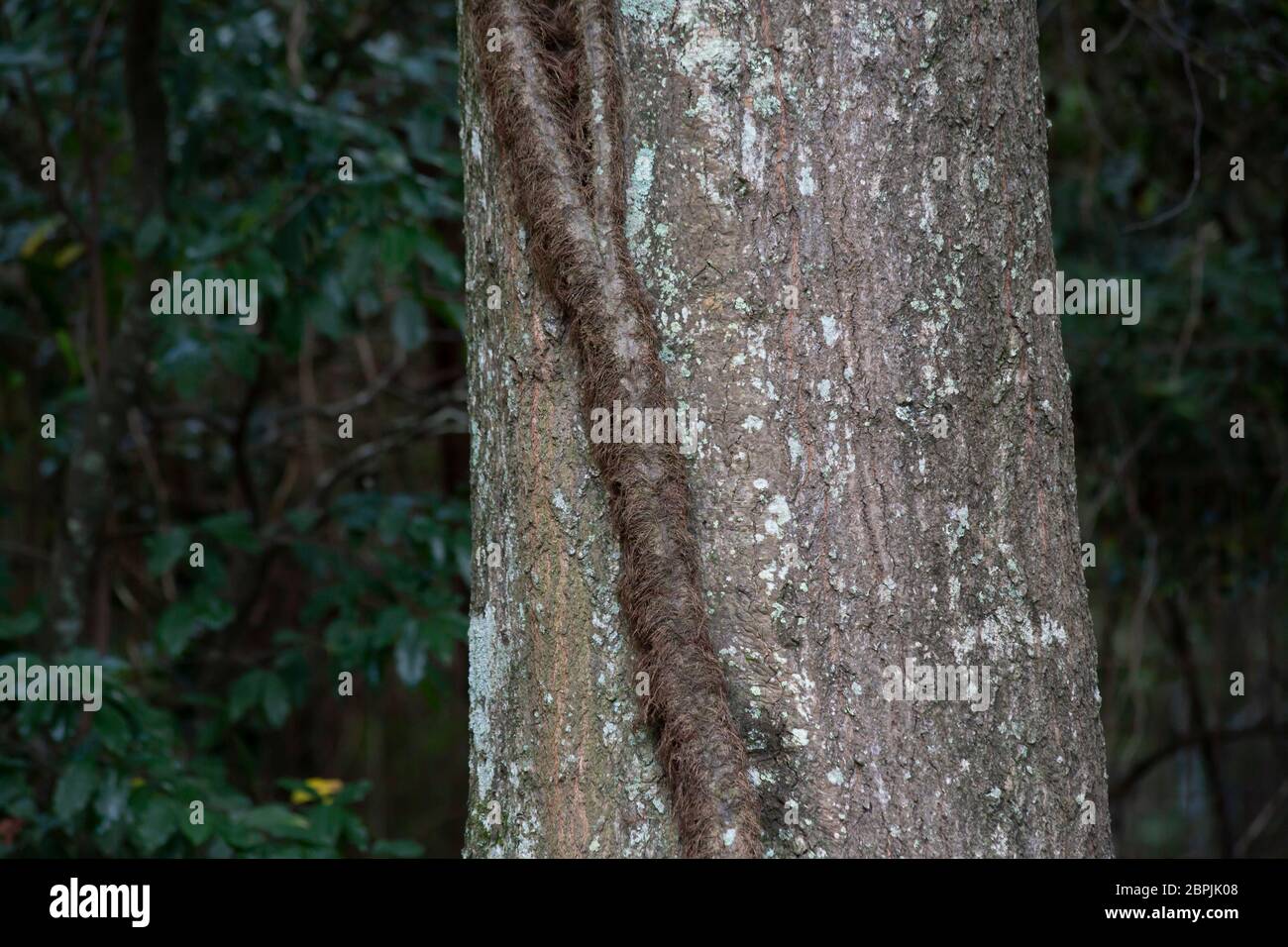 Close up of poison ivy growing up the trunk of a tree Stock Photo - Alamy