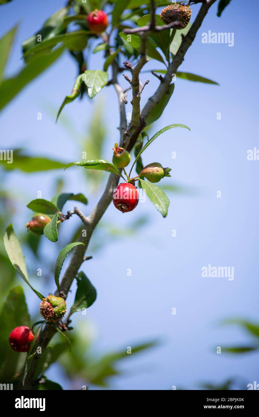 Small red berries growing on a bush in nature Stock Photo - Alamy