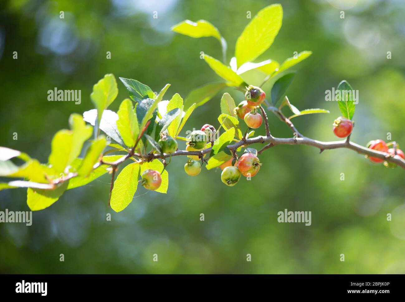 Small red and green berries growing on a bush in nature Stock Photo - Alamy