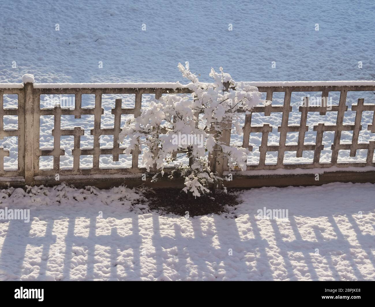 cold winter scene with trees and snow Stock Photo - Alamy