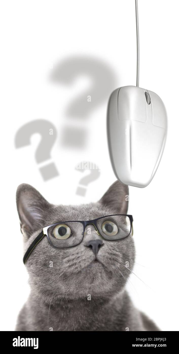 Cat with glasses looking at computer mouse over white background Stock ...