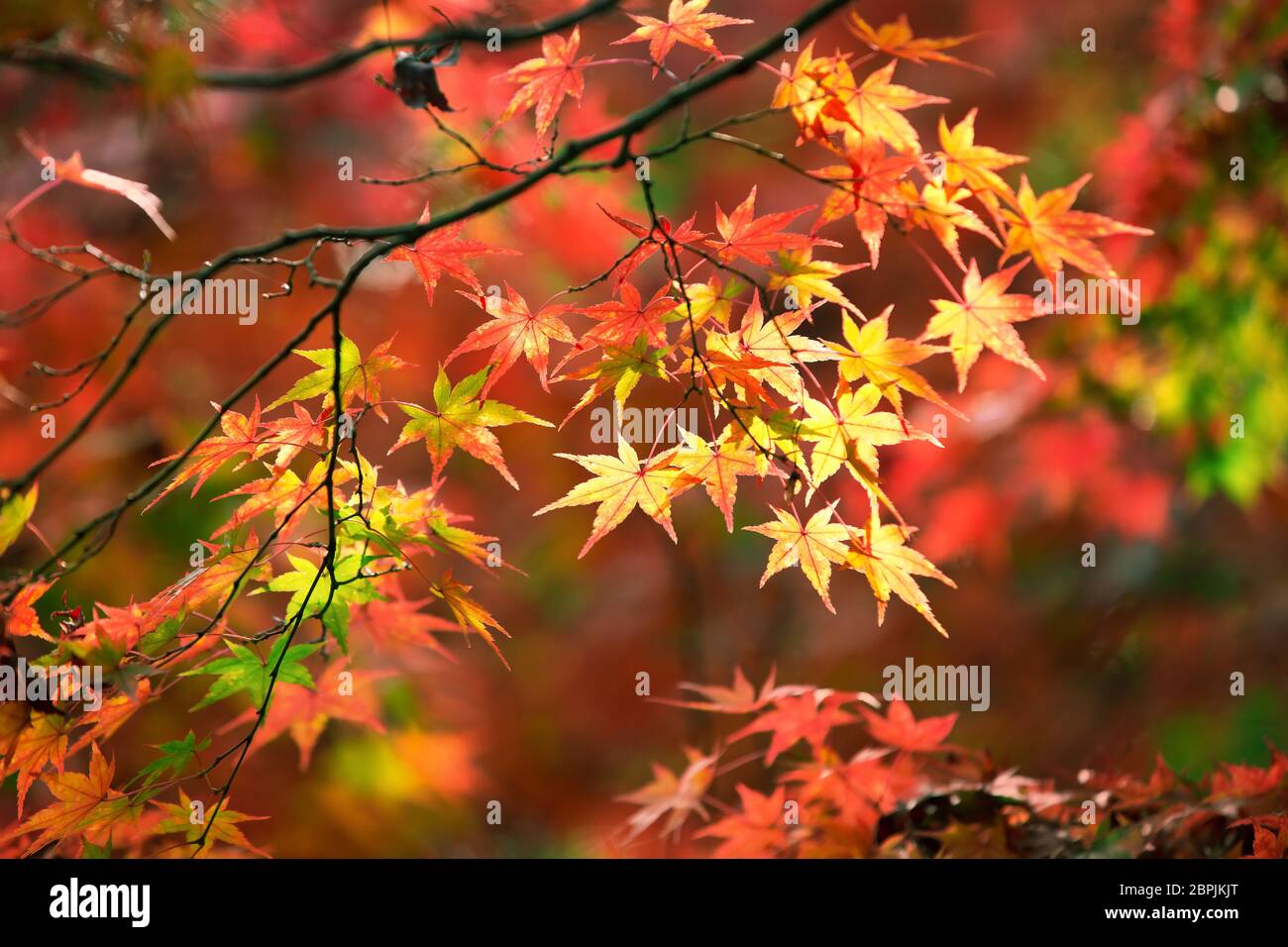 Colorful japanese maple (Acer palmatum) leaves during momiji season at ...