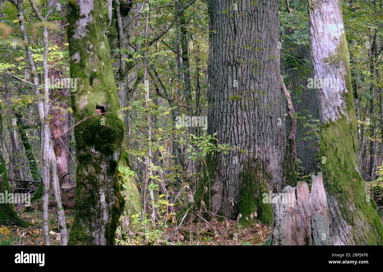 Ok tree hi-res stock photography and images - Alamy