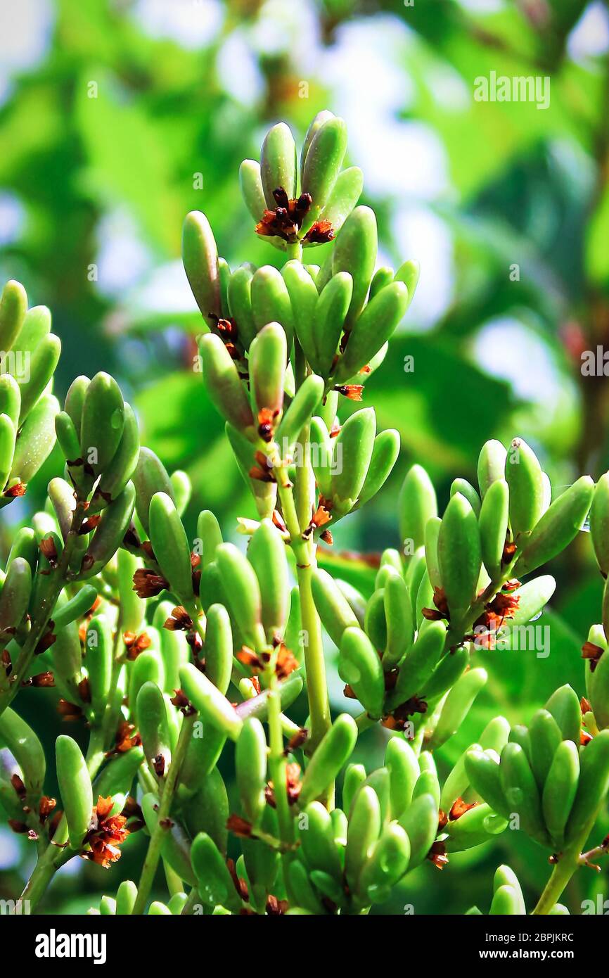 Green seed pods on a lilac tree branch Stock Photo - Alamy
