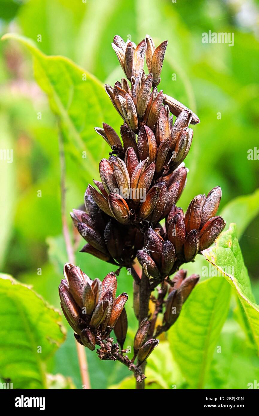Seed pods on a tree hi-res stock photography and images - Alamy