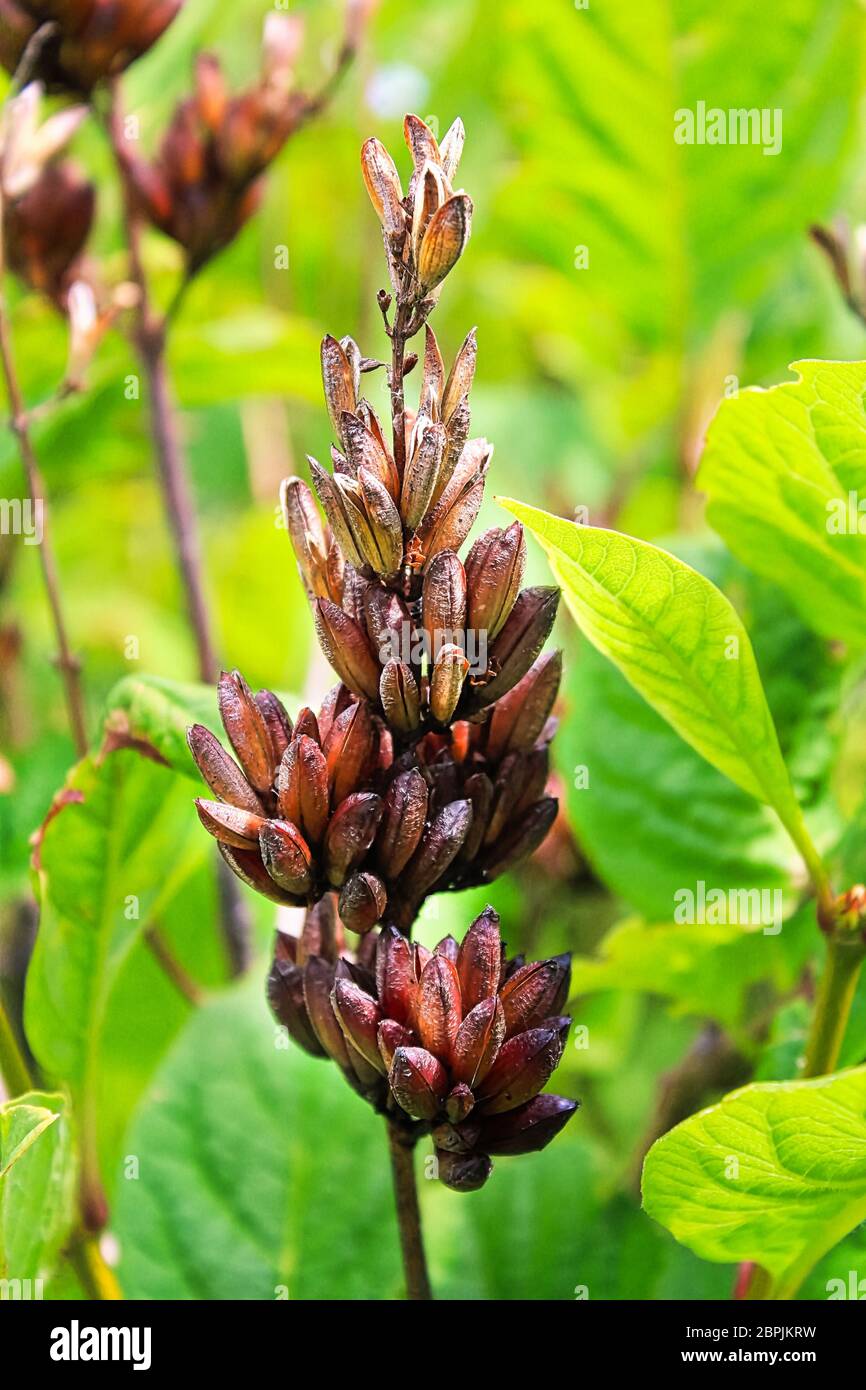 Nature lilac seed pods on a tree branch Stock Photo - Alamy