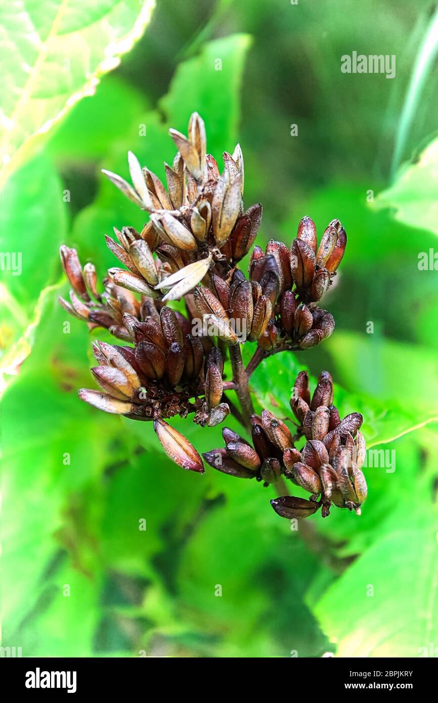 Nature lilac seed pods on a tree branch Stock Photo - Alamy