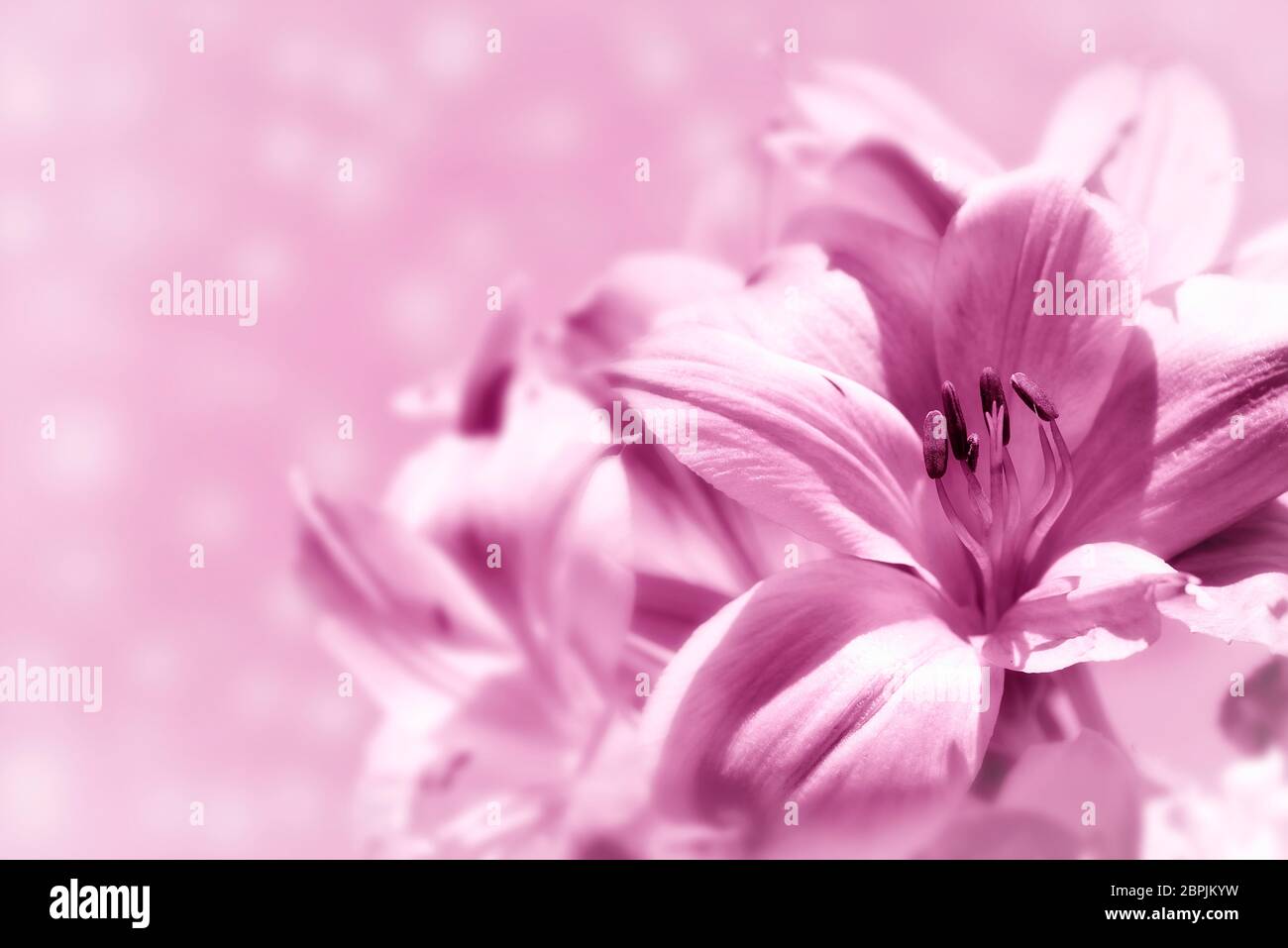 Soft pink Peruvian Lily with a soft focus and pink pastel colors Stock ...