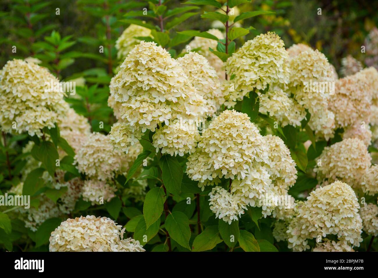 Beautiful Hydrangea flower. Latin name- Hydrangea arborescens Stock ...