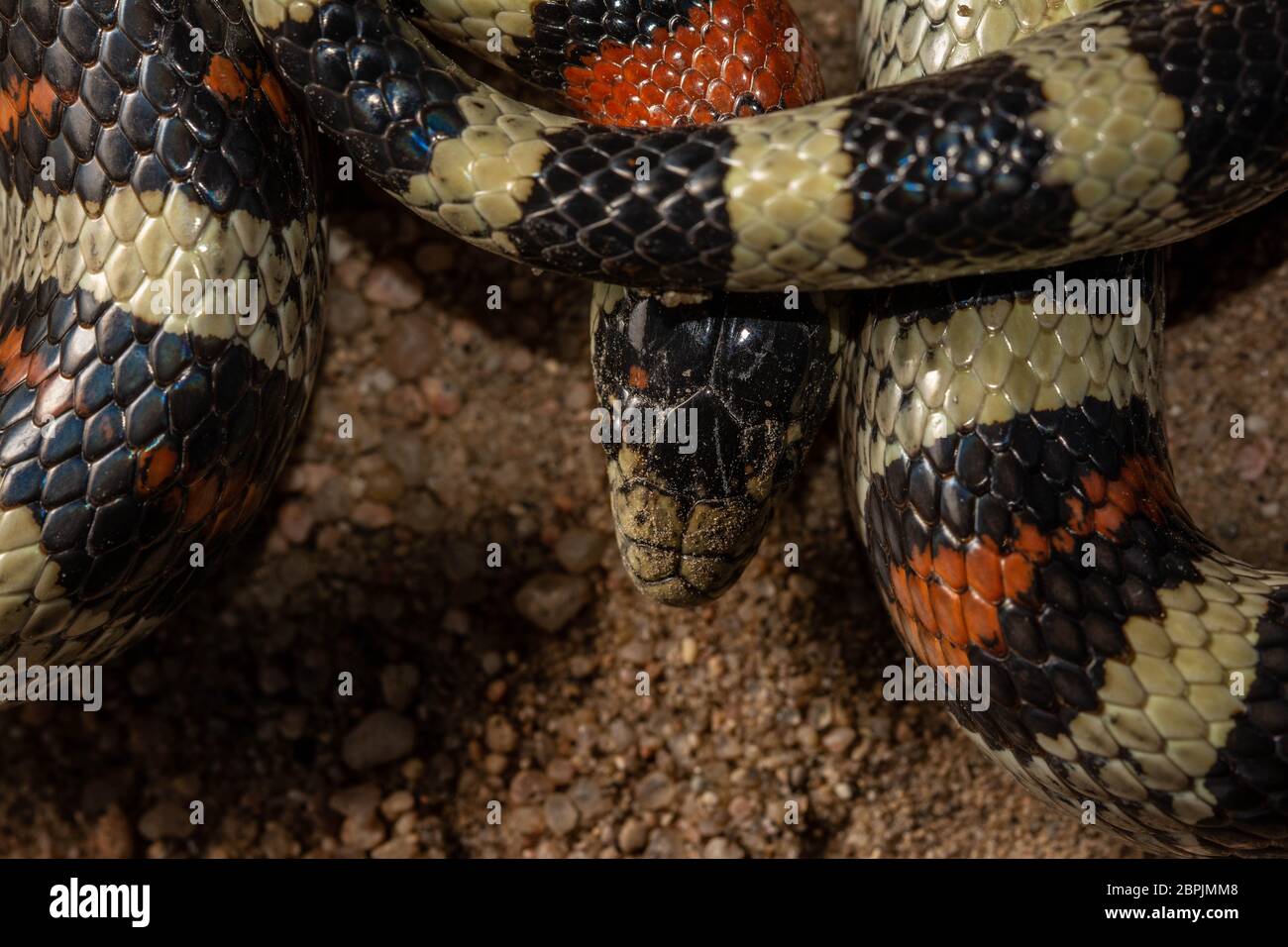 Western Milksnake (Lampropeltis gentilis) from Weld County, Colorado ...