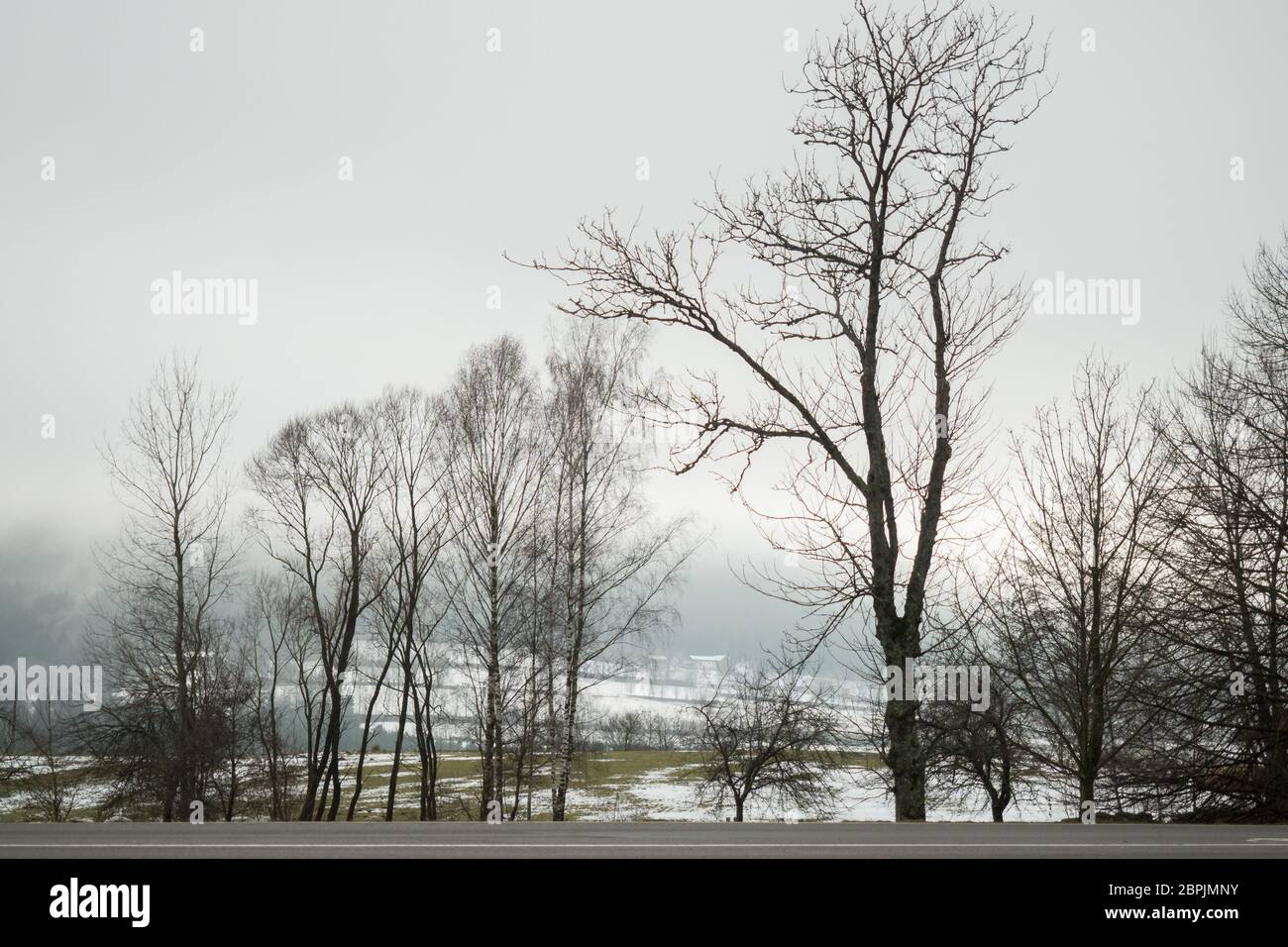 Many trees by the road in winter Stock Photo - Alamy