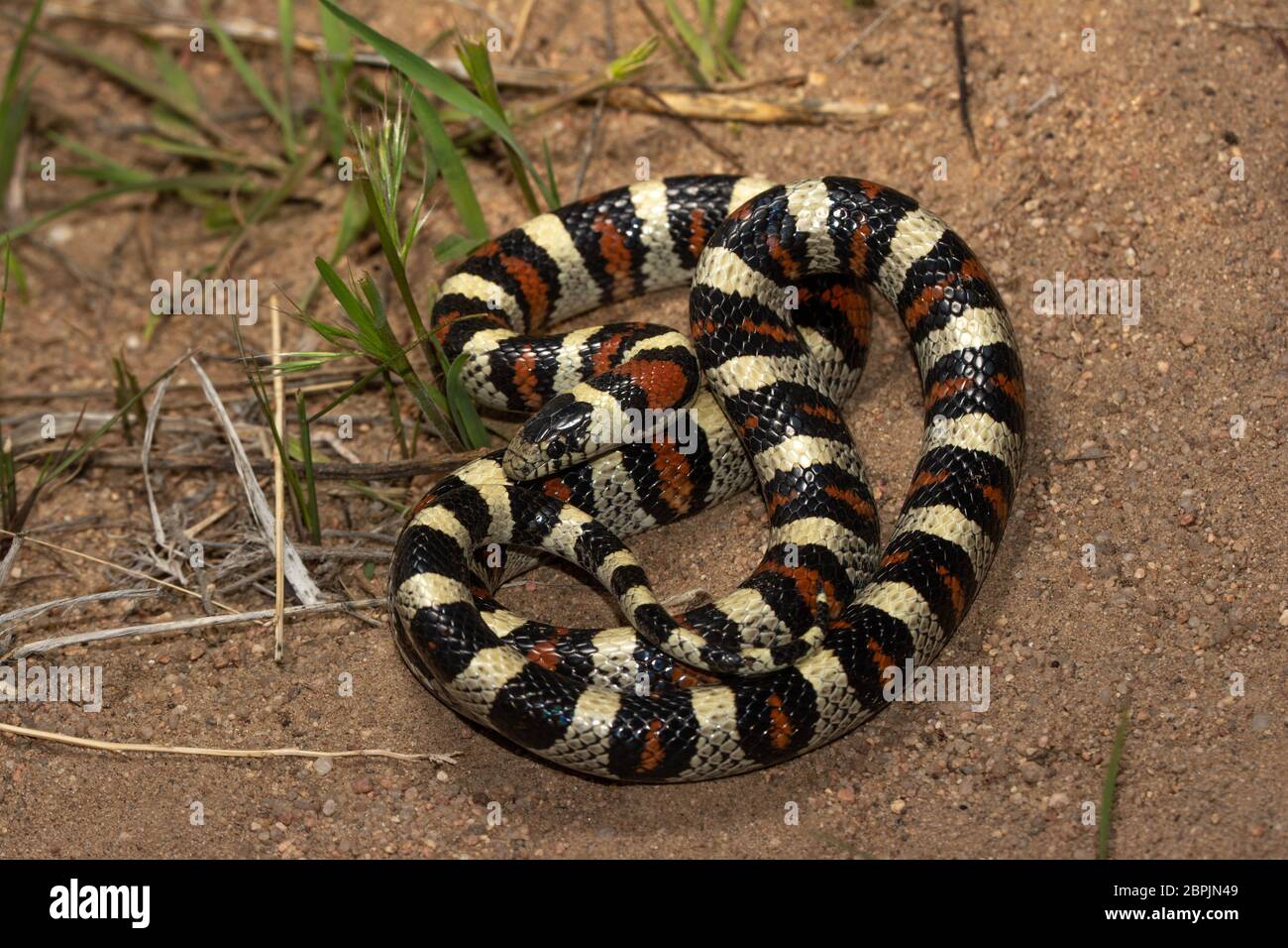 Western Milksnake (Lampropeltis gentilis) from Weld County, Colorado ...