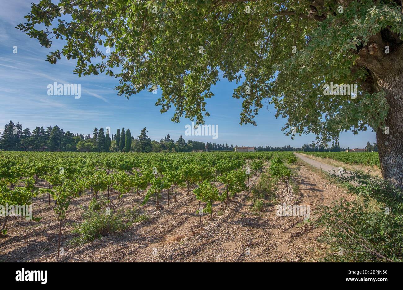 Violes hi-res stock photography and images - Alamy