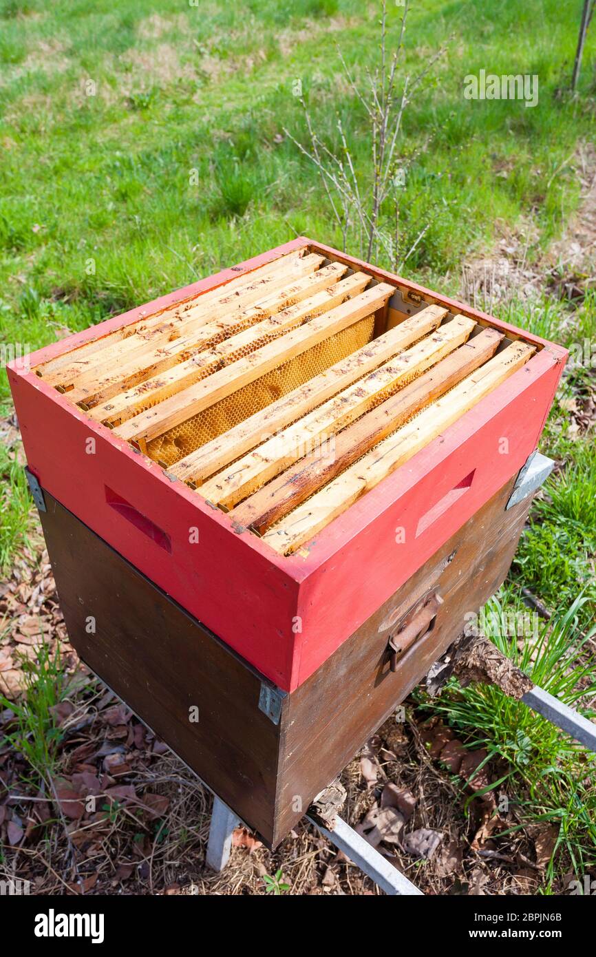 Open hive detail. Beekeeping, agriculture, rural life Stock Photo - Alamy