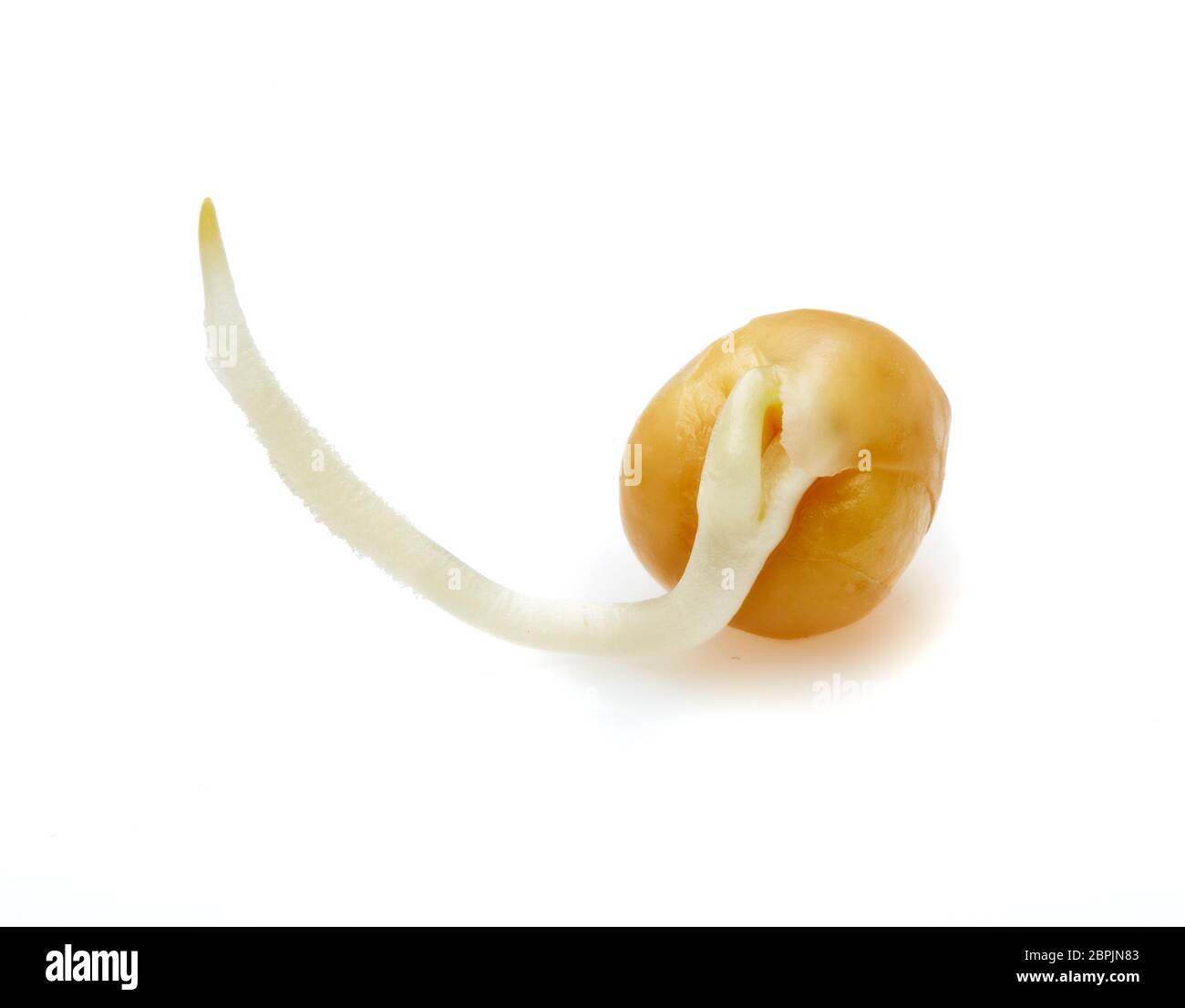 Germinated seed of pea isolated on white background Stock Photo - Alamy