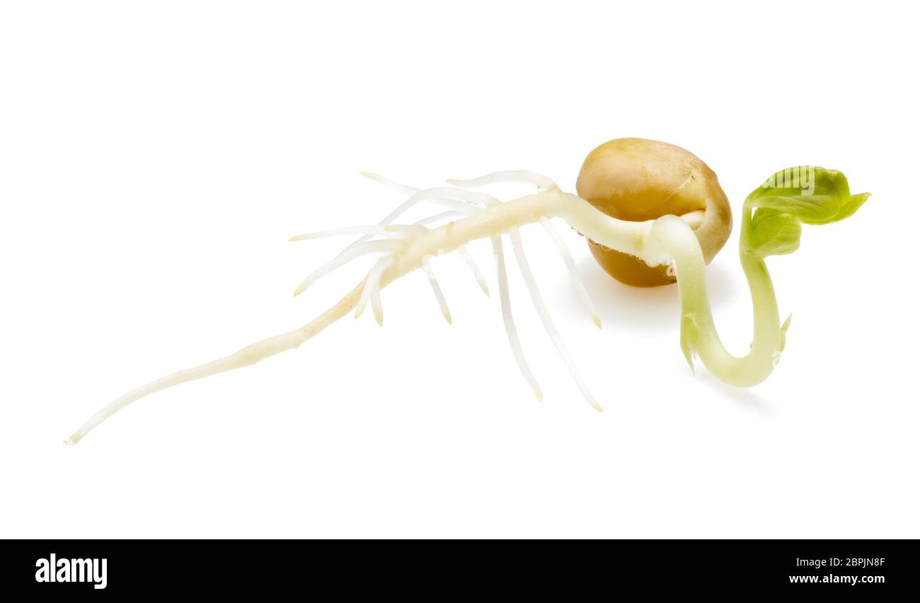 Germinated seed of pea isolated on white background Stock Photo - Alamy