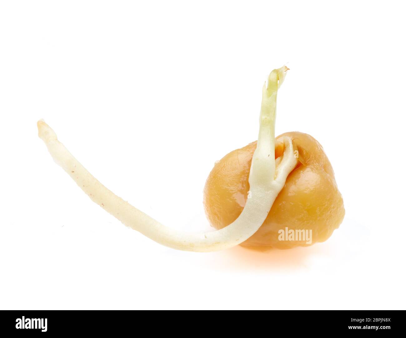 Germinated seed of pea isolated on white background Stock Photo - Alamy