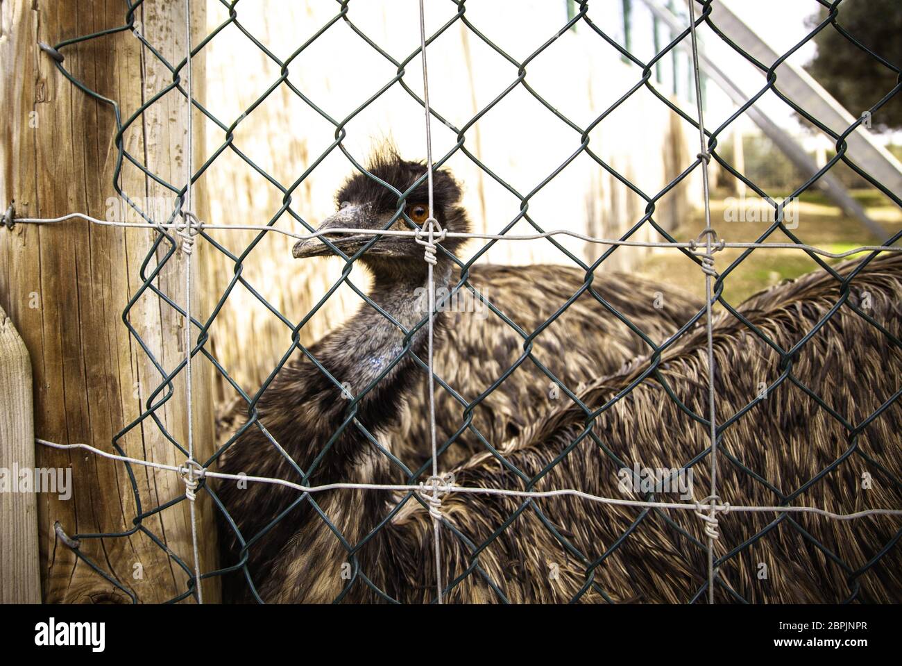 Caged ostrich, large wild bird detail Stock Photo - Alamy