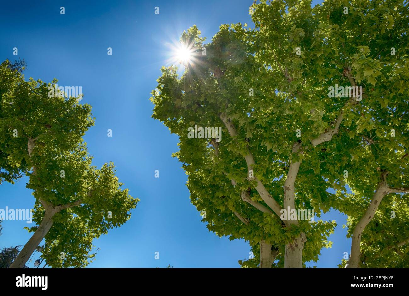 Pollarded plane hi-res stock photography and images - Alamy