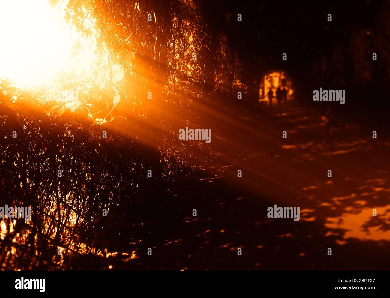 Dramatic sunset light ray coming through the tree leaves backdrop Stock ...