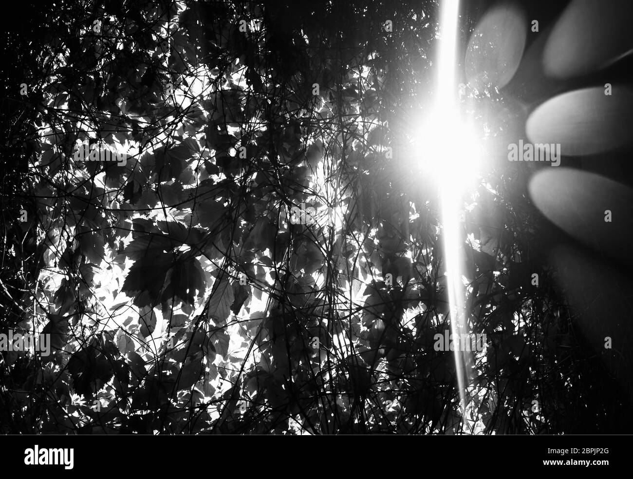 Dramatic light leak through leaves foliage nature background Stock ...