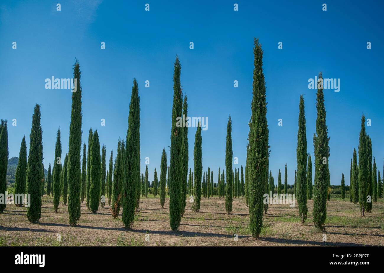 Italian cypress tree hi-res stock photography and images - Alamy