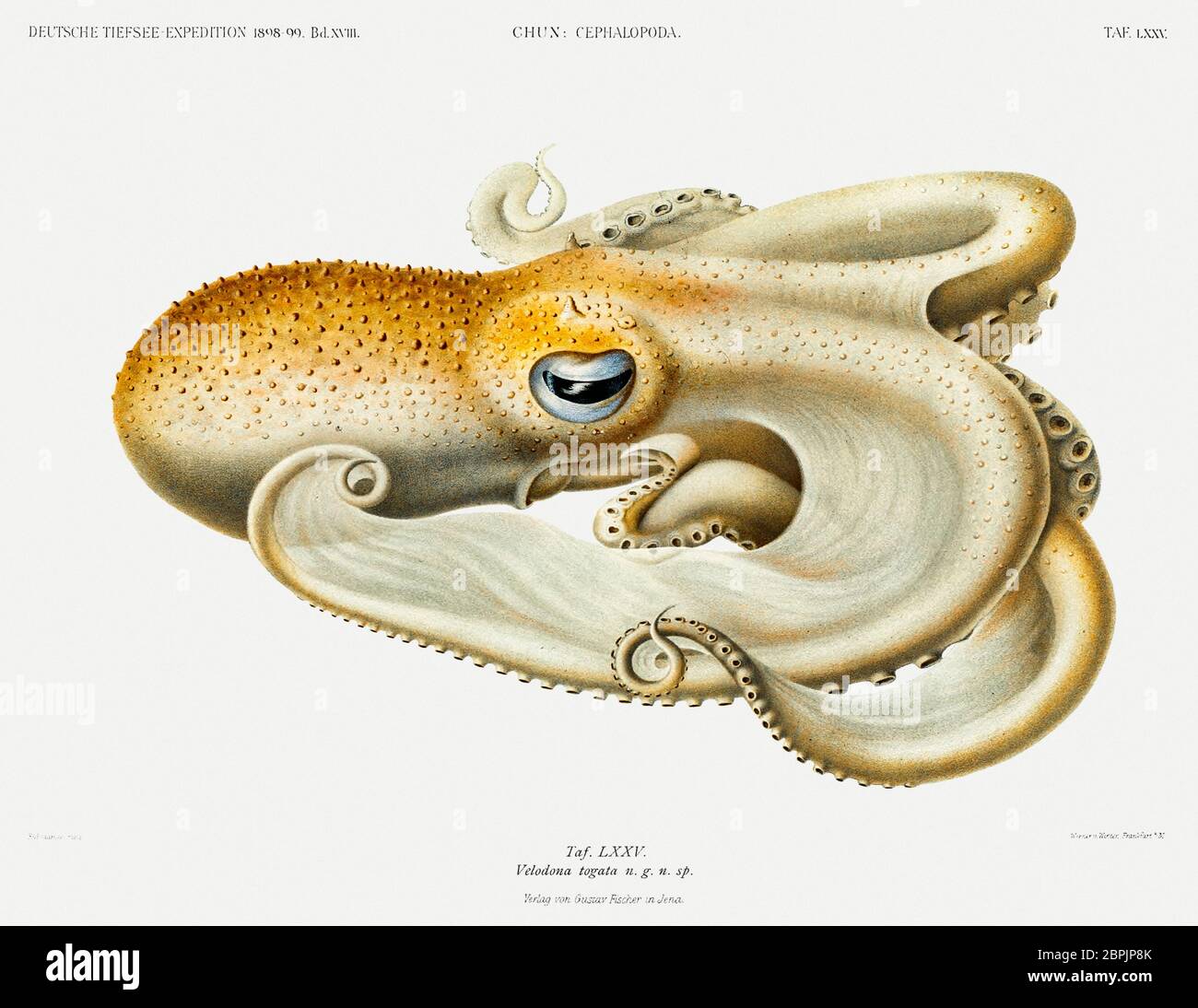 Octopus ink historical hi-res stock photography and images - Alamy