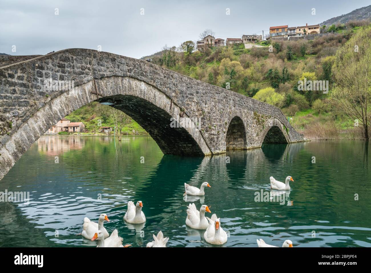 Swans swimming under the ancient stone arch bridge in Rijeka Crnojevica on a rainy day ...