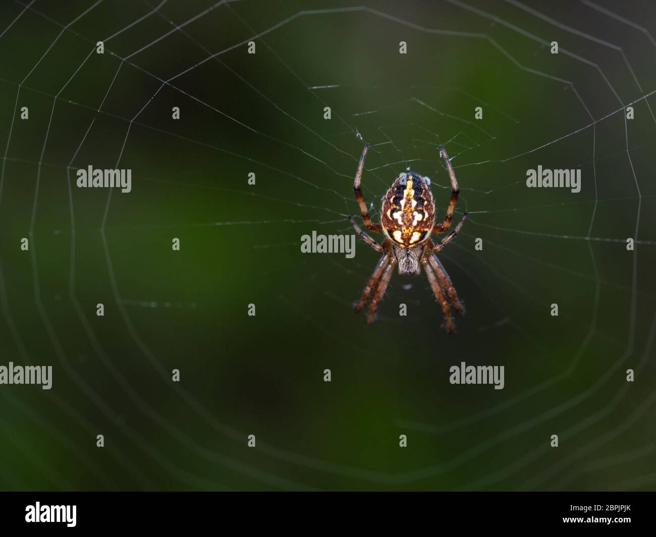 Neoscona adianta. Spider in its natural environment Stock Photo - Alamy