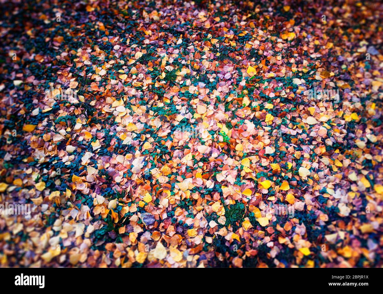 Dramatic fall leaves on the green grass texture background Stock Photo ...