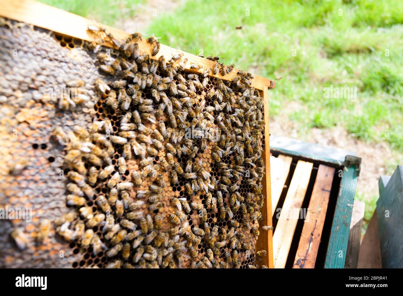 Open hive detail beekeeping hi-res stock photography and images - Alamy