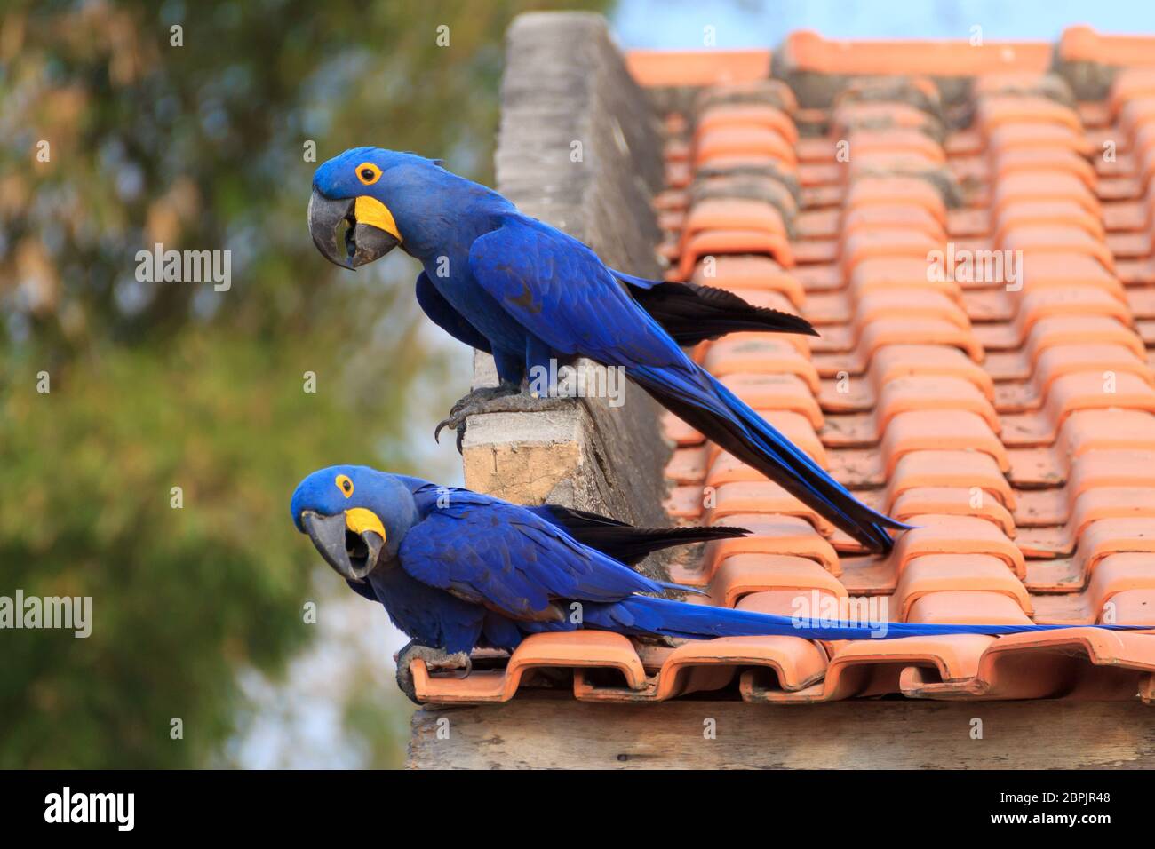 Couple of Hyacinth macaw from Pantanal, Brazil. Brazilian wildlife ...