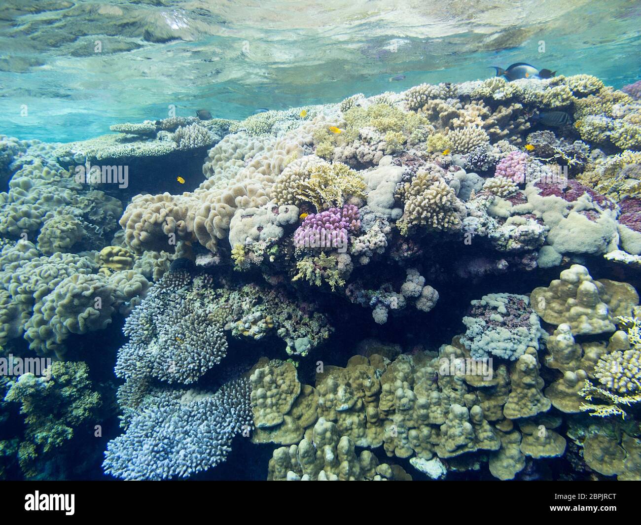 Colorful coral reef at the bottom of tropical sea, hard corals under ...