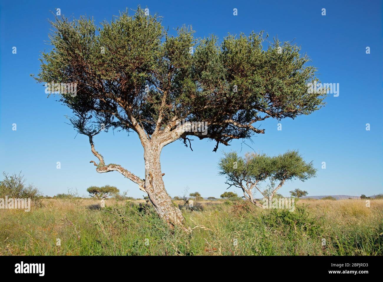 African shepherds tree (Boscia albitrunca) in grassland against a blue ...
