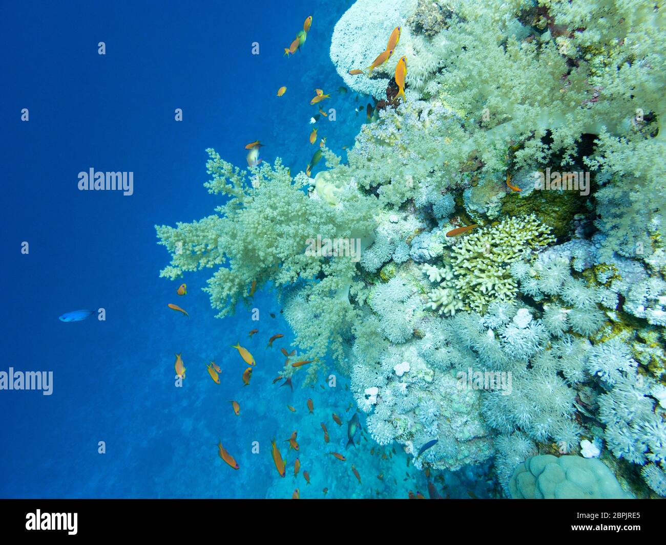 Colorful coral reef at the bottom of tropical sea, broccoli coral ...