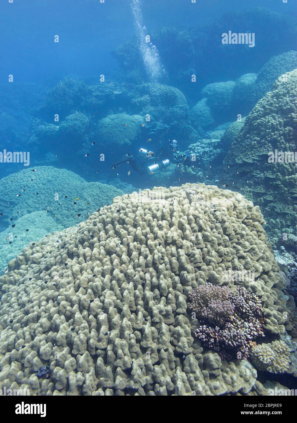 Colorful coral reef at the bottom of tropical sea, diver photographer ...