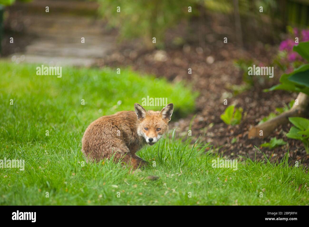 Red fox in a London suburban garden lawn Stock Photo - Alamy