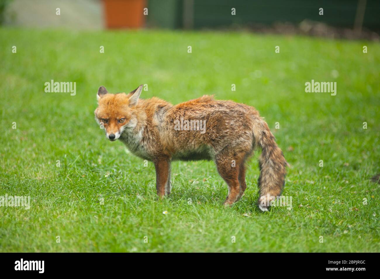 Red fox in a London suburban garden lawn Stock Photo - Alamy
