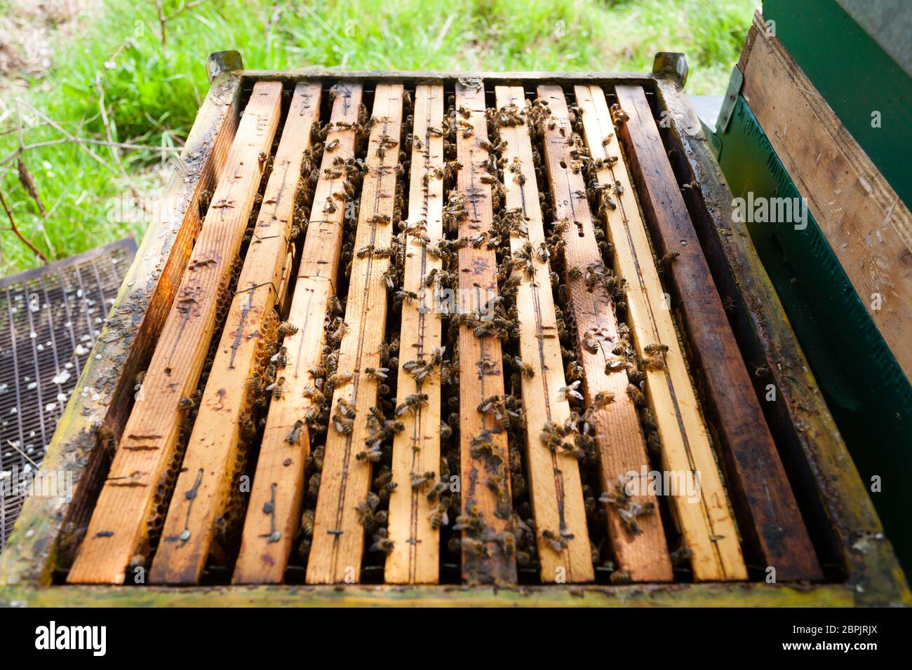 Open hive detail. Beekeeping, agriculture, rural life Stock Photo - Alamy
