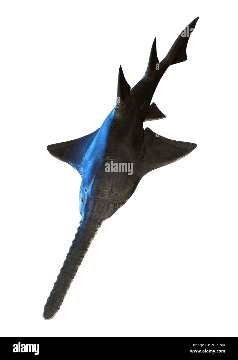 3D rendering of an Onchopristis, a genus of extinct giant ...