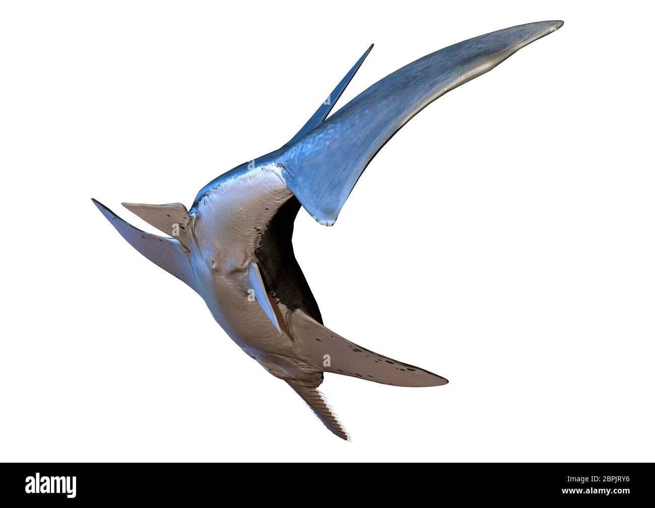 3D rendering of a Onchopristis, a genus of extinct giant sclerorhynchid ...