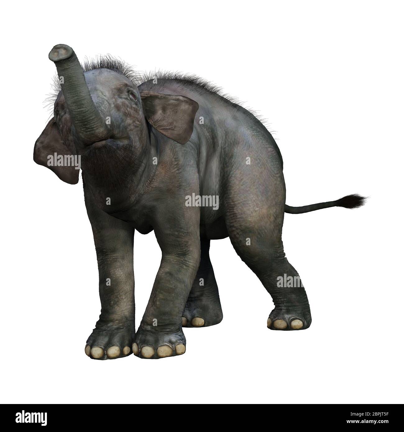 3D rendering of an Indian elephant baby isolated on white background ...