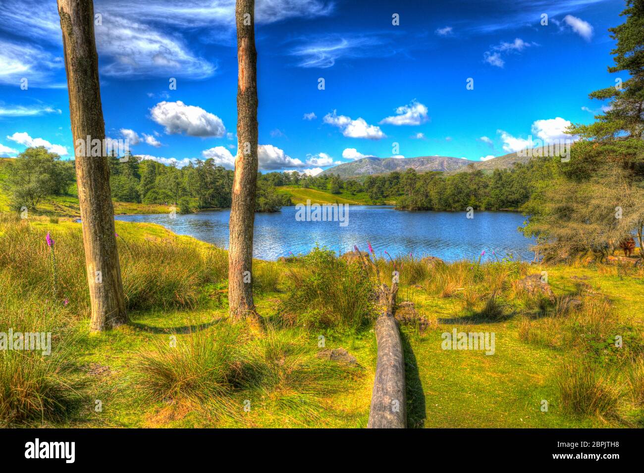 Trees upright and fallen Tarn Hows Lake District National Park near ...