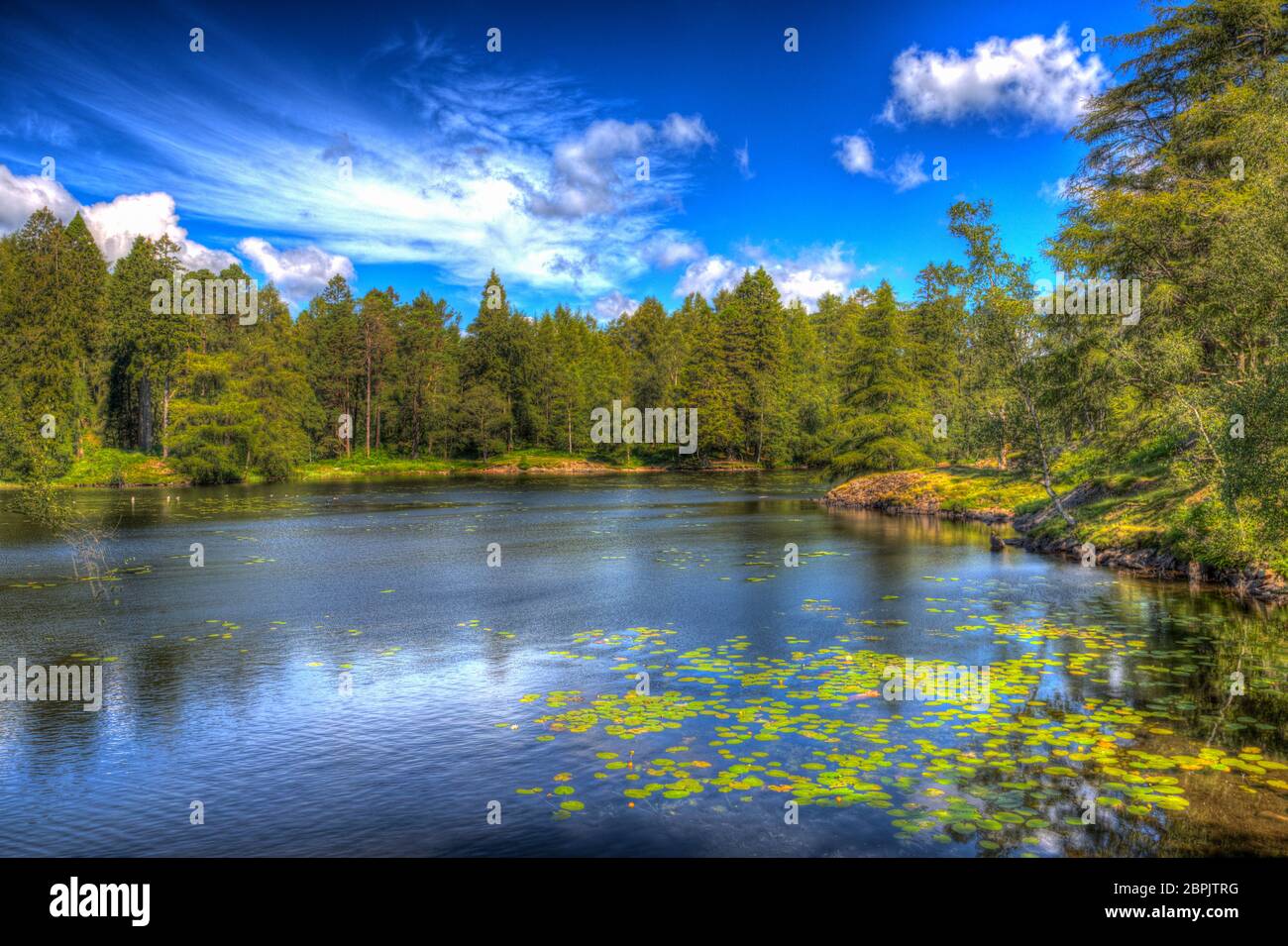 Tarn Hows the Lake District Park uk near Hawkshead with trees in bright ...